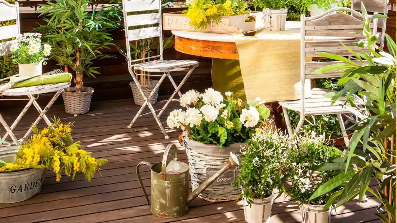 Miércoles de novedades: llegan a ALDI las tres plantas de interior que ...